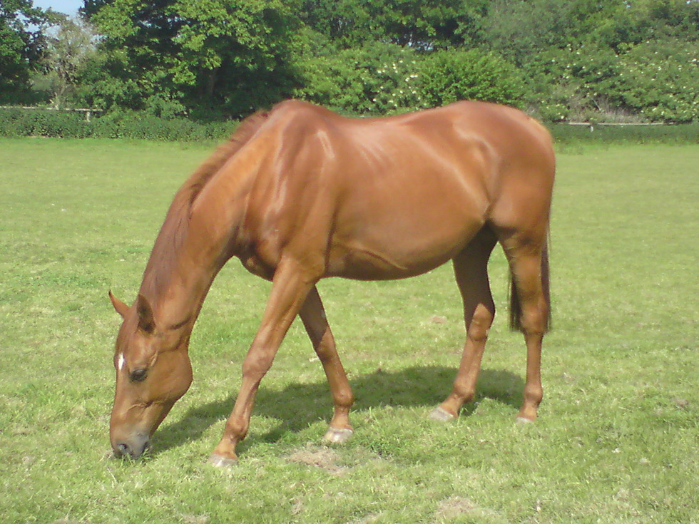 ALPHA GAMBLE - British Breeding